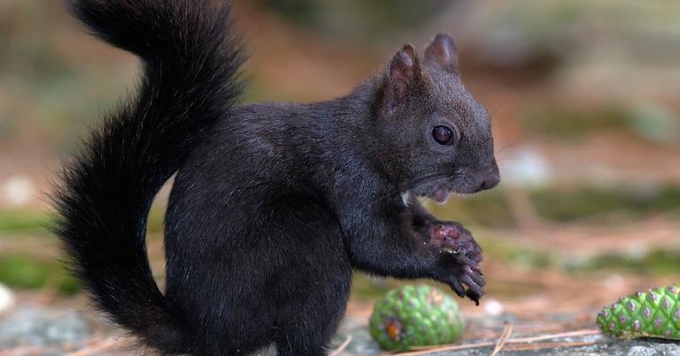 Learn All About the Rare and Unique Black Squirrel