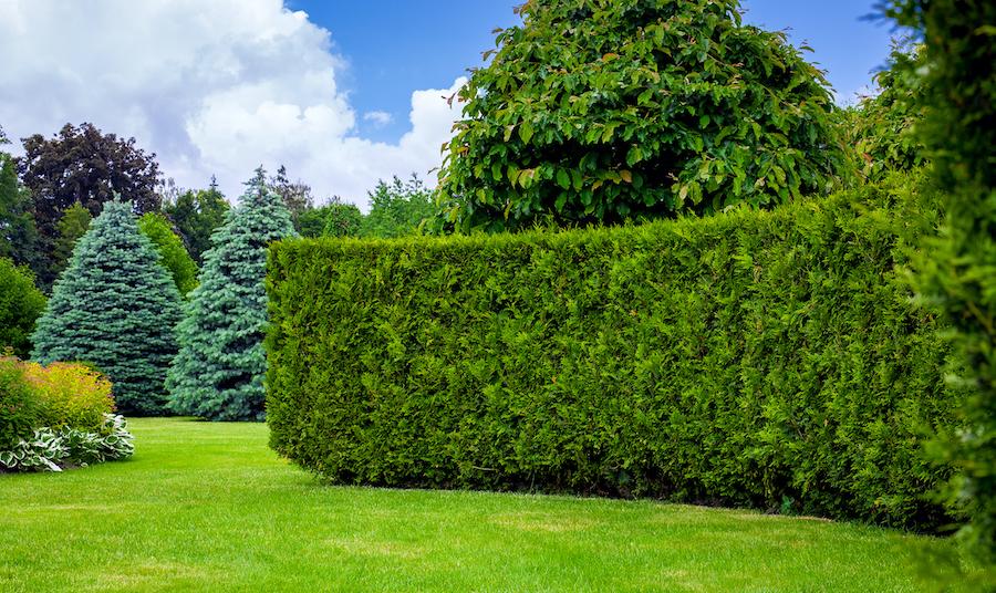 Discover the Many Benefits of Planting a Hedge Row