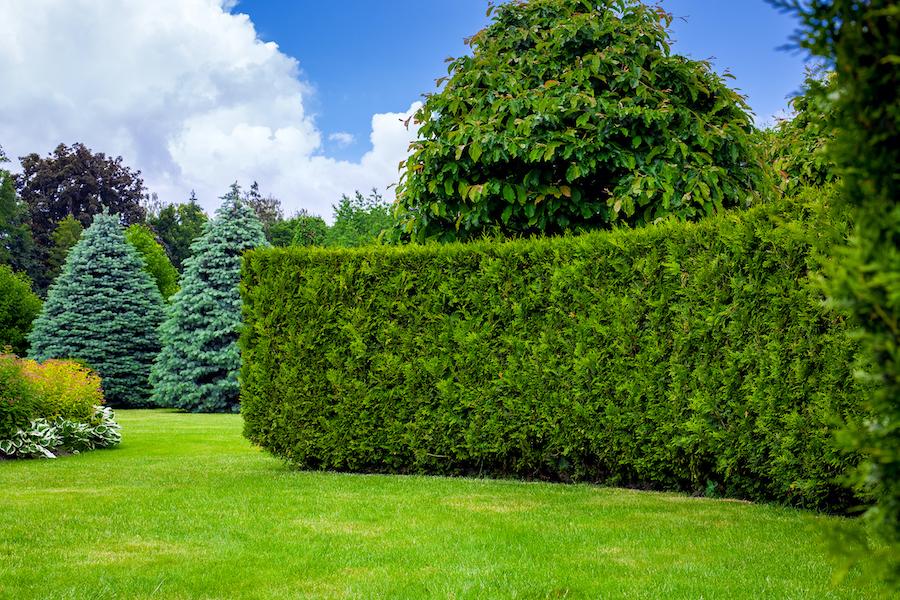Discover the Many Benefits of Planting a Hedge Row