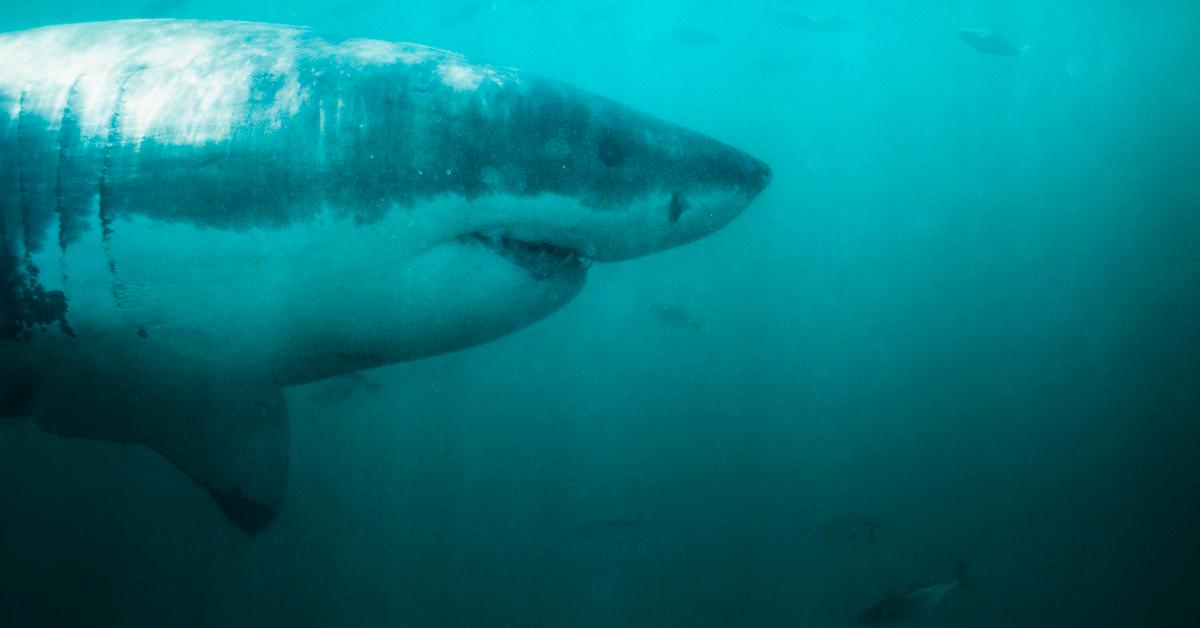 The Shark Week 2022 Schedule Looks Seriously Exciting