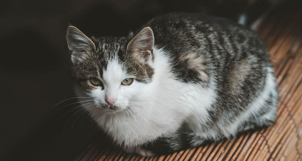 Why Do Cats Loaf? When It Can Be a Sign of Concern