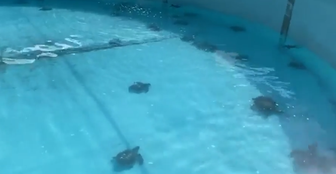 Freezing Sea Turtles Spend Thanksgiving Rehabbing in Florida Keys