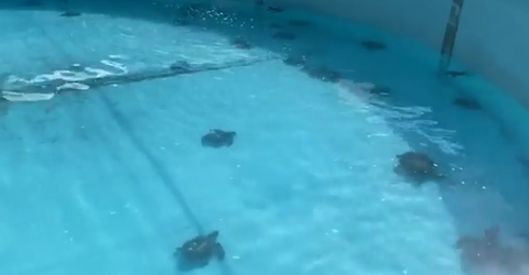 Freezing Sea Turtles Spend Thanksgiving Rehabbing in Florida Keys