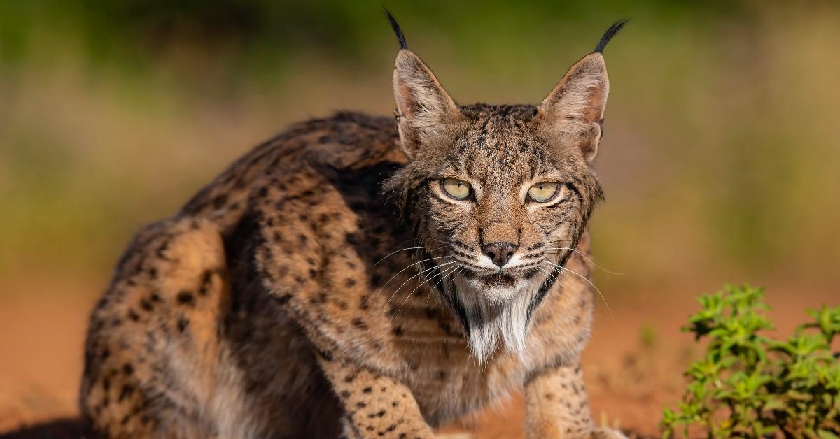 New Species 2024: The Animals and Plant Species Revealed This Year