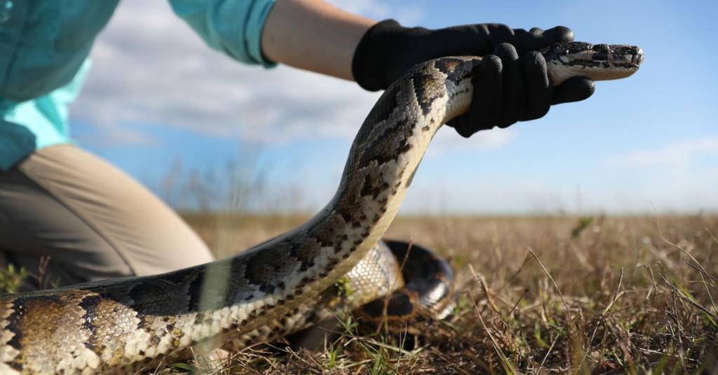 How Did an Alligator End up in a Burmese Python's Stomach?