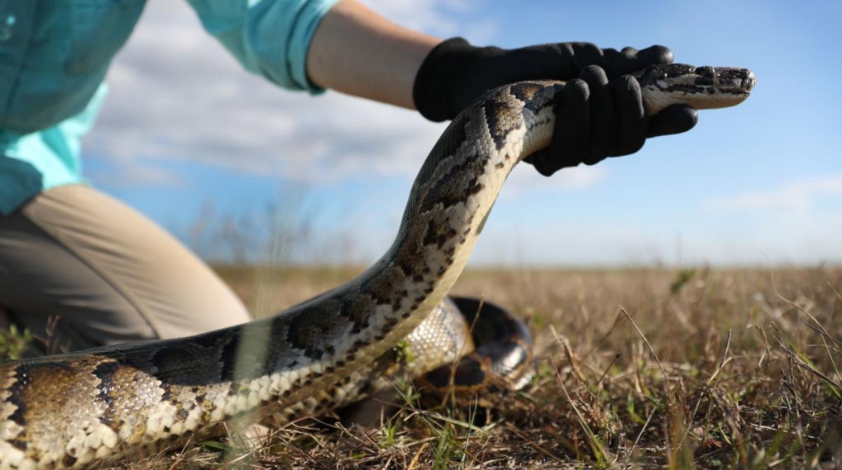 How Did an Alligator End up in a Burmese Python's Stomach?