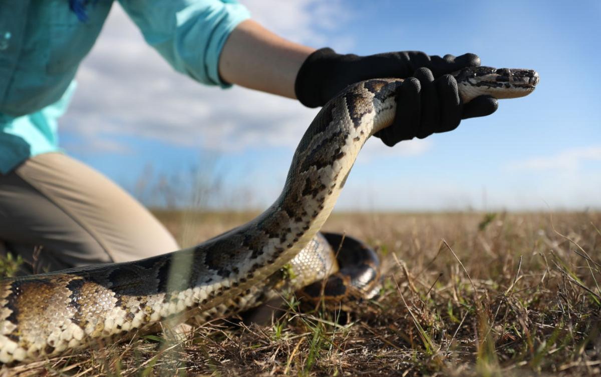How Did an Alligator End up in a Burmese Python's Stomach?