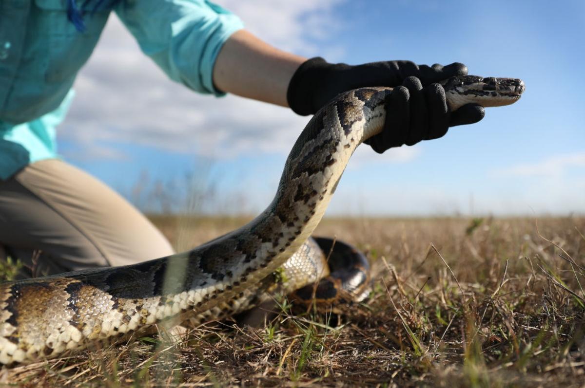 How Did an Alligator End up in a Burmese Python's Stomach?