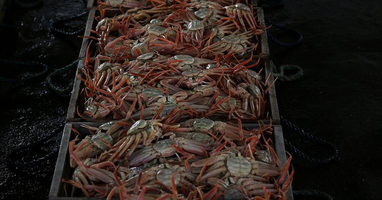 Snow Crab Missing From Alaskan Waters — Thanks to Climate Change