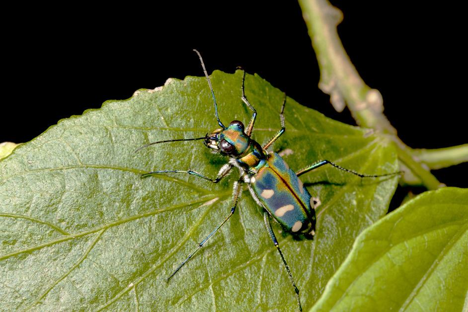 Tiger Beetle: Why Some Subspecies Are Endangered