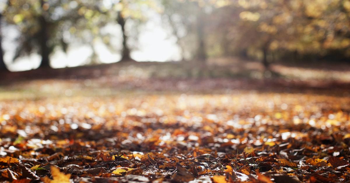 World Environment Day: The 2021 Theme and the History of the Holiday