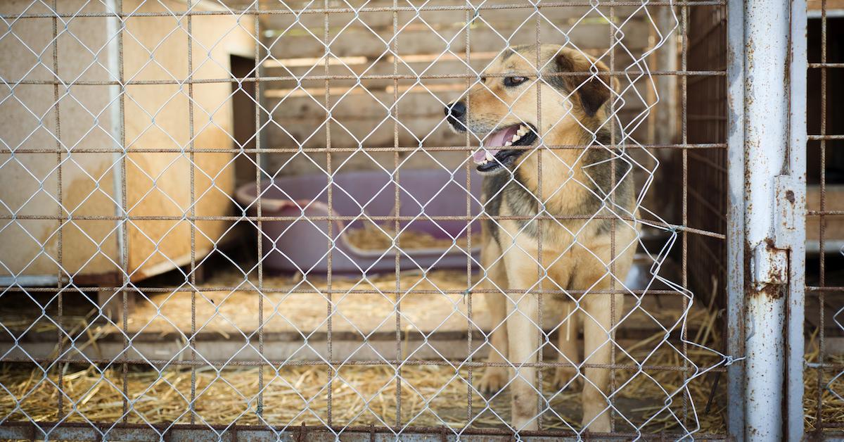 Why “Adopt Don’t Shop” Is So Important