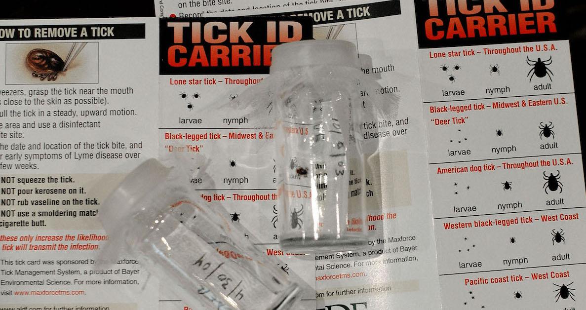Which Ticks Carry Lyme Disease? Here's How to Avoid Them