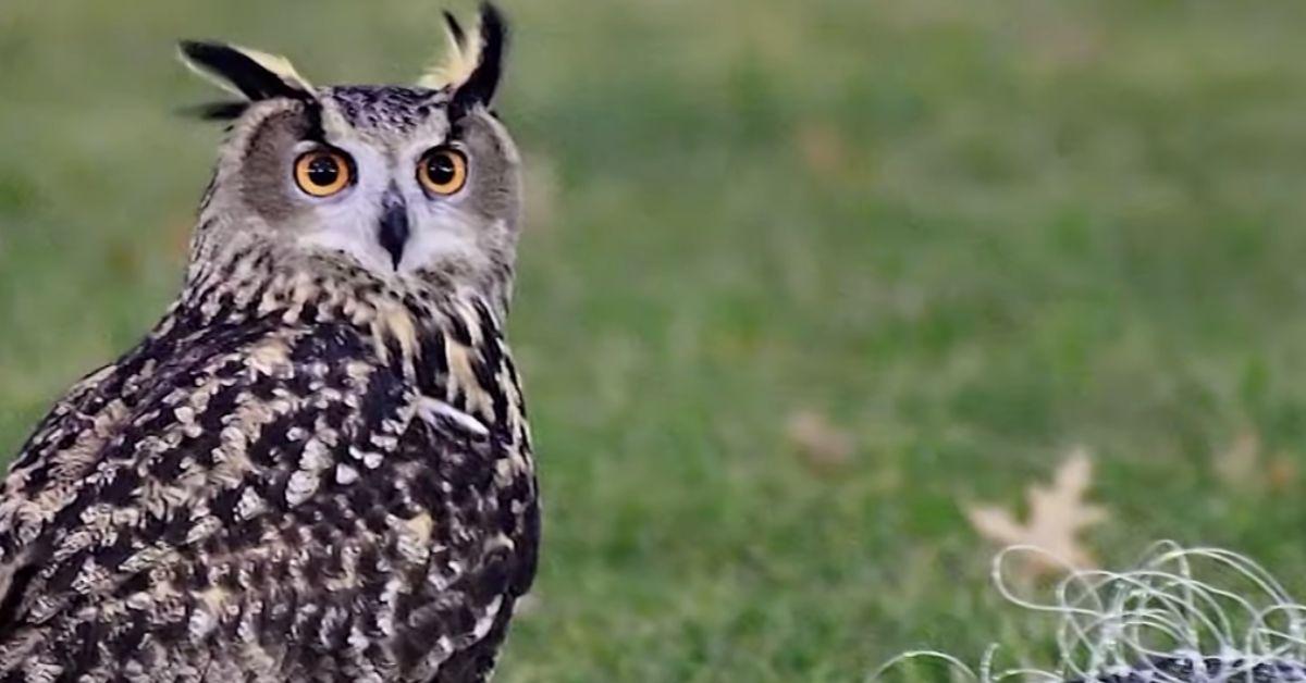 NYC Icon Flaco the Owl Escaped From the Central Park Zoo