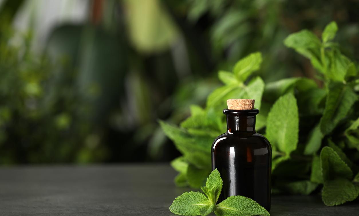 Peppermint Oil Is Versatile, but Can You Use It for Your Dog?