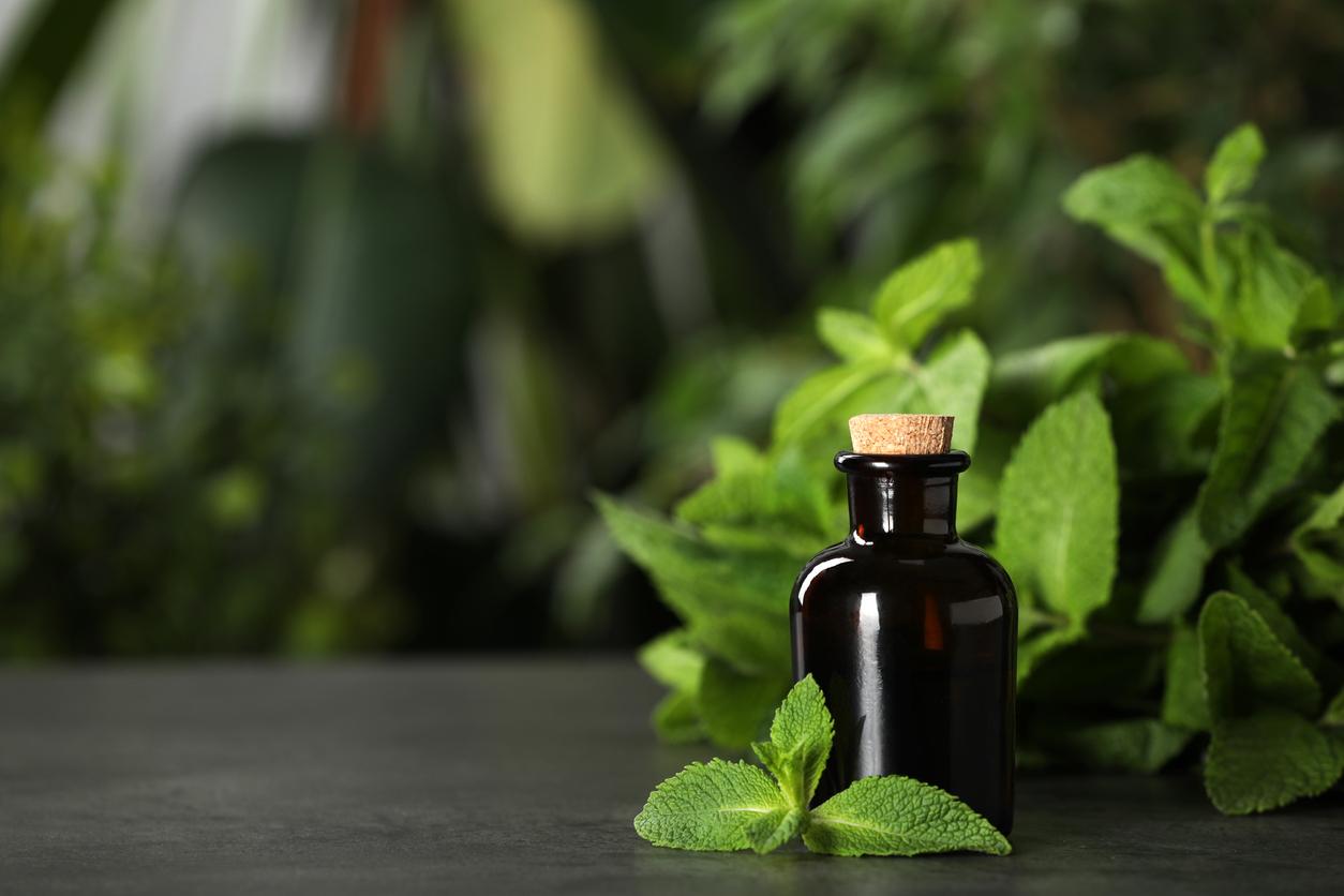 Peppermint Oil Is Versatile, but Can You Use It for Your Dog?