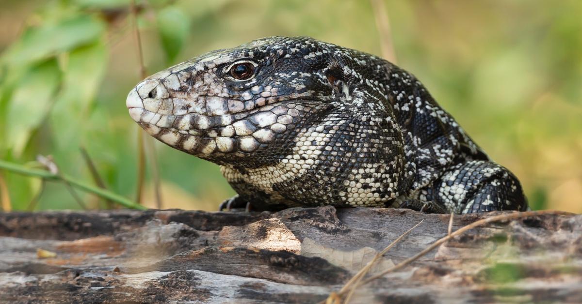 Tegu Lizards Take Over South Carolina: Details Here