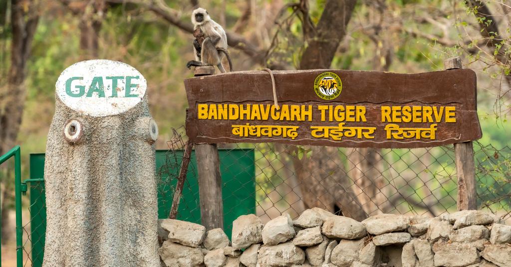 Why Are Tigers Endangered? Many Factors Threaten These Big Cats