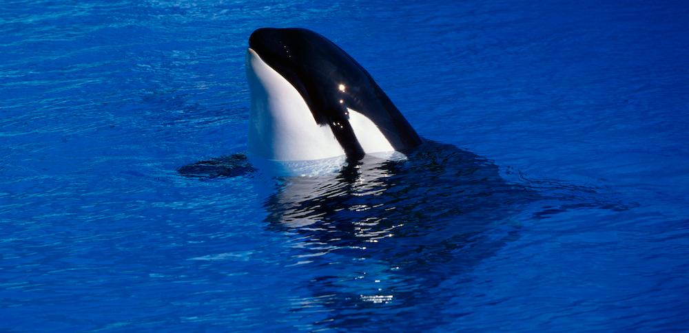 Does SeaWorld Still Have Orcas?