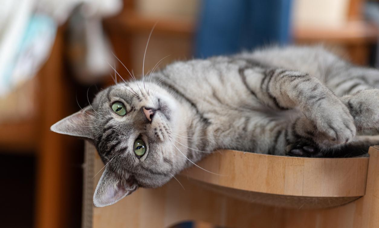 What Colors Do Cats See? What to Know About Feline Vision