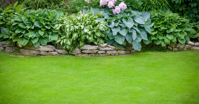 The Best Drought-Tolerant Grasses for Your Lawn