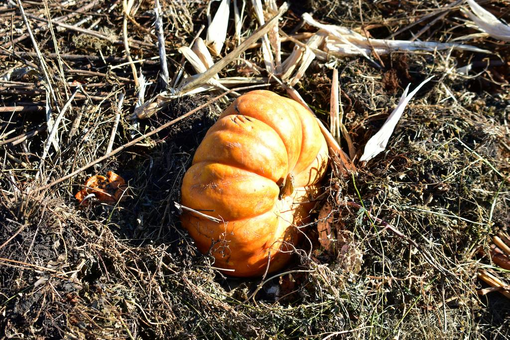 What to Do With Old Pumpkins: Cooking, Composting, Donating, Oh My!
