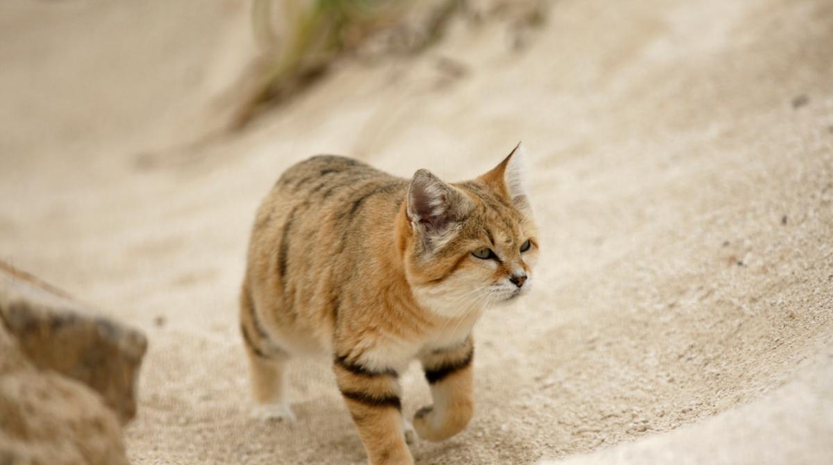 Sand Cats Are Housecat Size, but Can They Live With You?