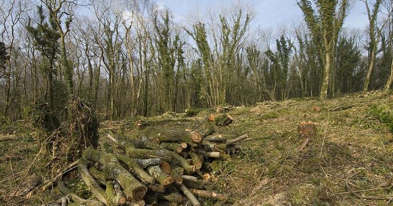 Is Bill Gates Paying to Cut Down Millions of Trees?