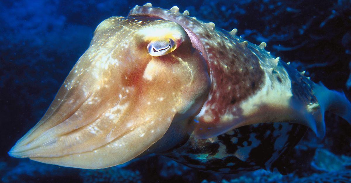 Squid Blooms Are Showing How Ocean Heat Waves Affect Marine Life