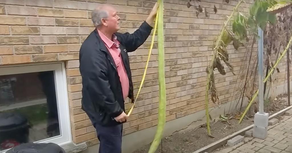 World's Biggest Zucchini: Ontario Man Could Break the Record