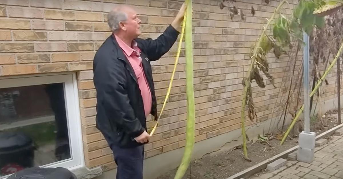 World's Biggest Zucchini: Ontario Man Could Break the Record