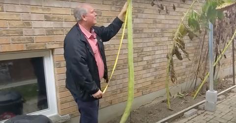 World's Biggest Zucchini: Ontario Man Could Break the Record