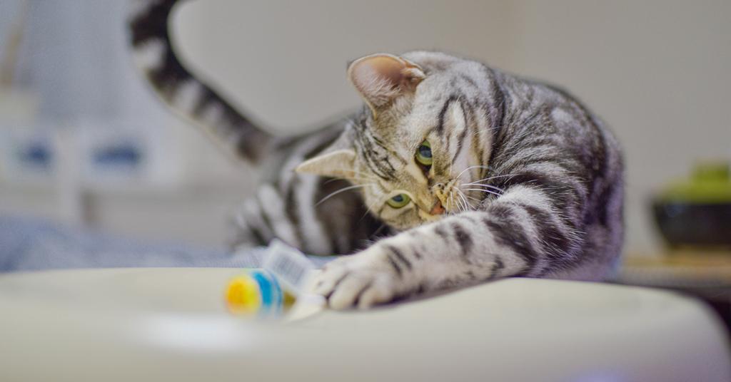 Why Do Cats Knock Things Over? The Method Behind the Madness