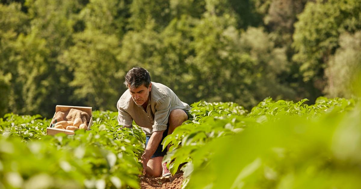 How Are Organic Foods Grown?