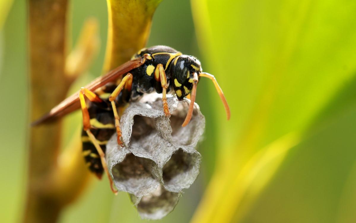 What Does a Wasp Nest Look Like? Know How to Identify One