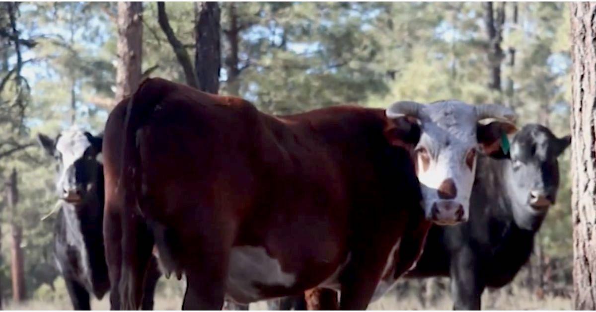 New Mexico’s Feral Cows in Gila National Forest to Be Killed
