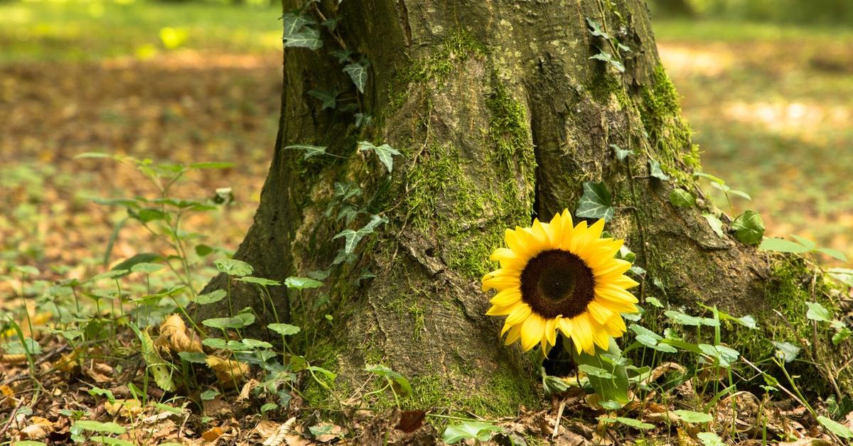 How to Be Buried As a Tree: Benefits, Costs, and More
