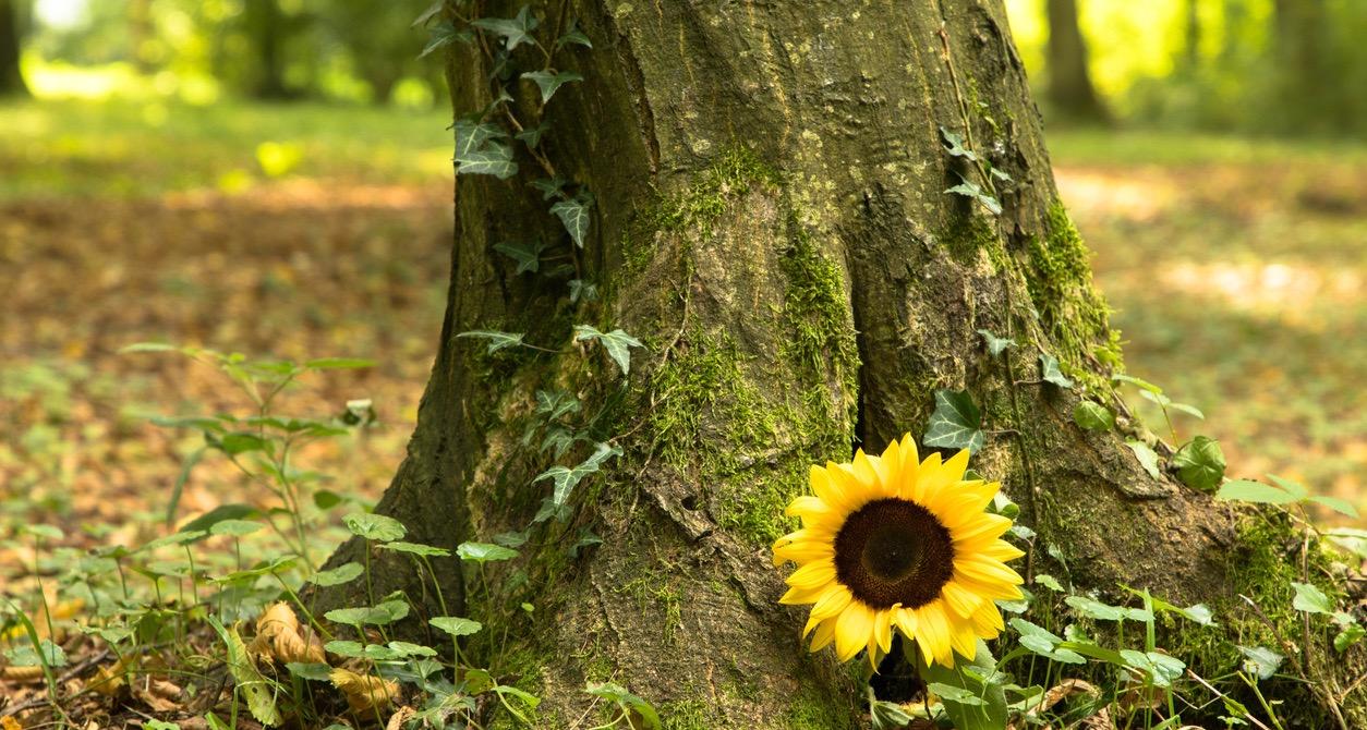 How to Be Buried As a Tree: Benefits, Costs, and More