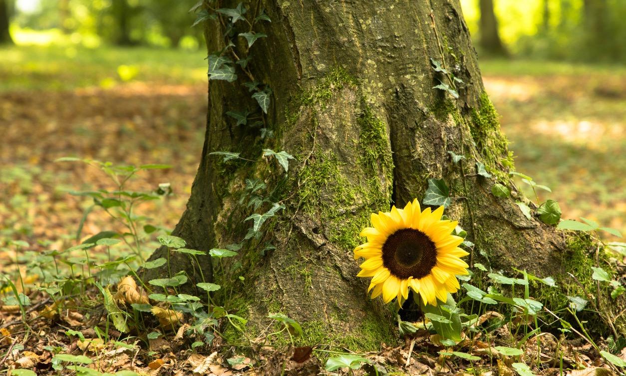 How to Be Buried As a Tree: Benefits, Costs, and More