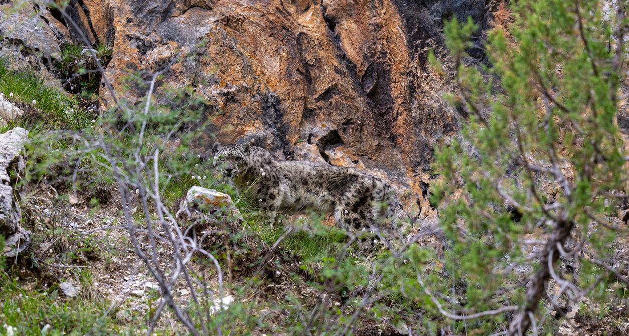 Fun Facts About Snow Leopards That Might Surprise You