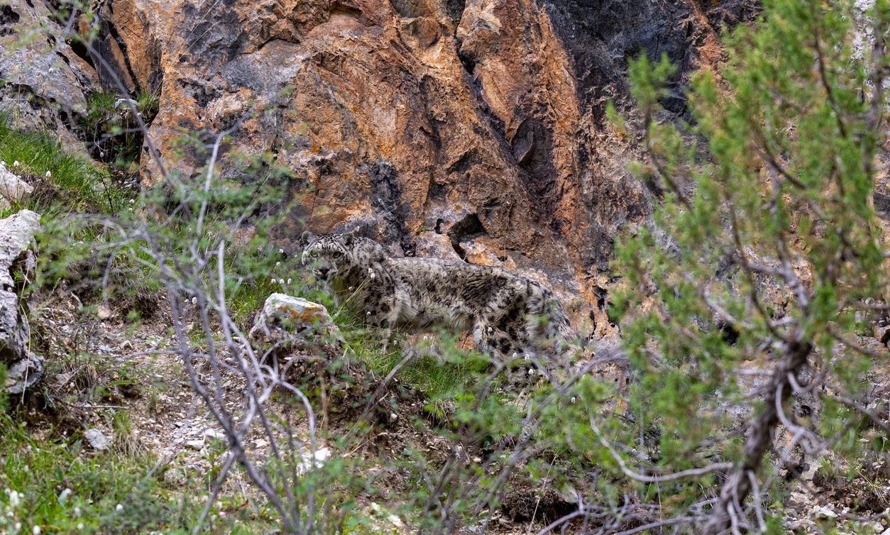 Fun Facts About Snow Leopards That Might Surprise You