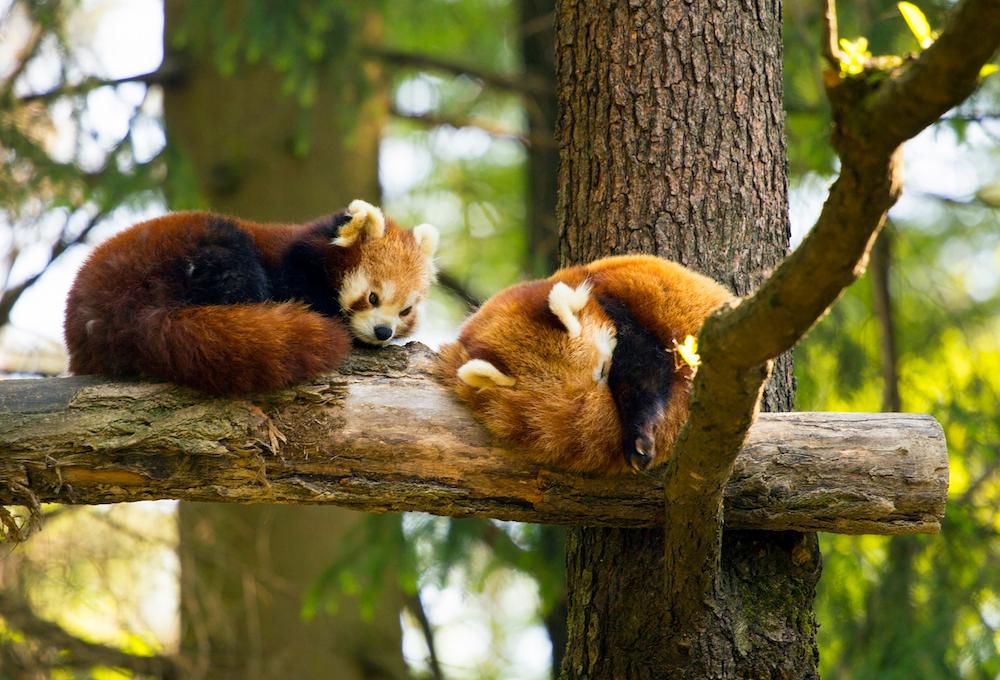 Are Red Pandas Dangerous? A Look at Their Behavior