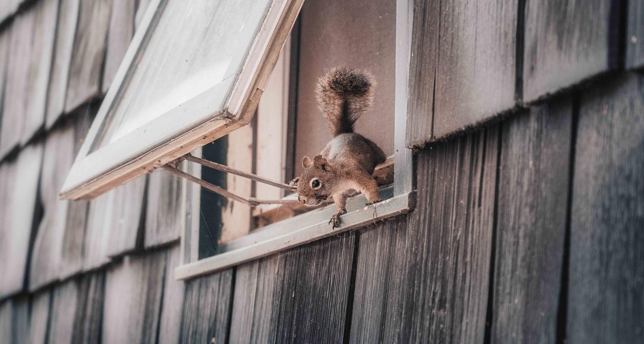 How to Get Squirrels Out of Your Attic or House