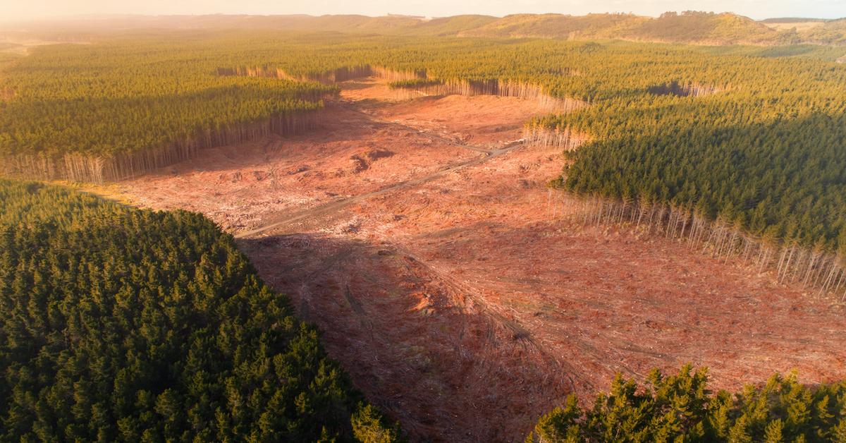 Environmental Destruction Triggers Pandemics, Per the UN, WHO, and WWF