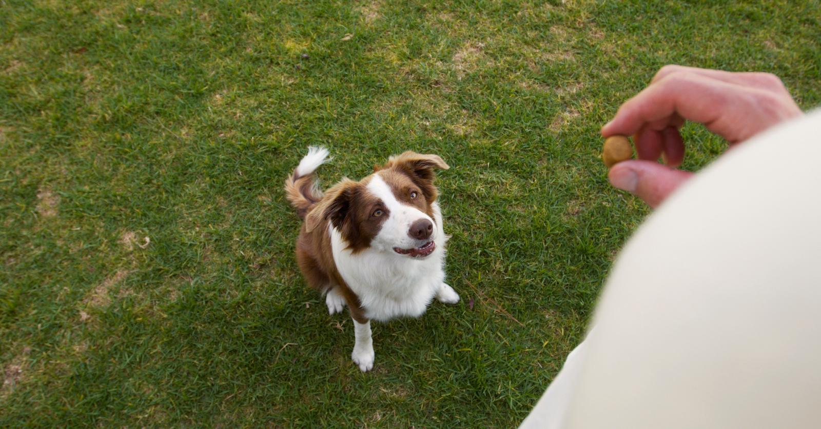 The 3-3-3 Rescue Dog Training Method, Explained By Experts (Exclusive)