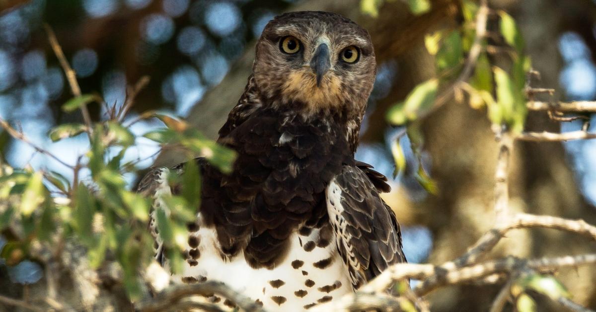 Eagle Kills Impala on the Golf Course: The Astonishing Video
