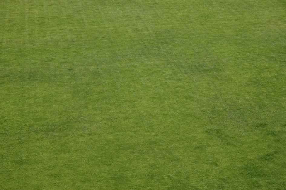The Best Drought-Tolerant Grasses for Your Lawn