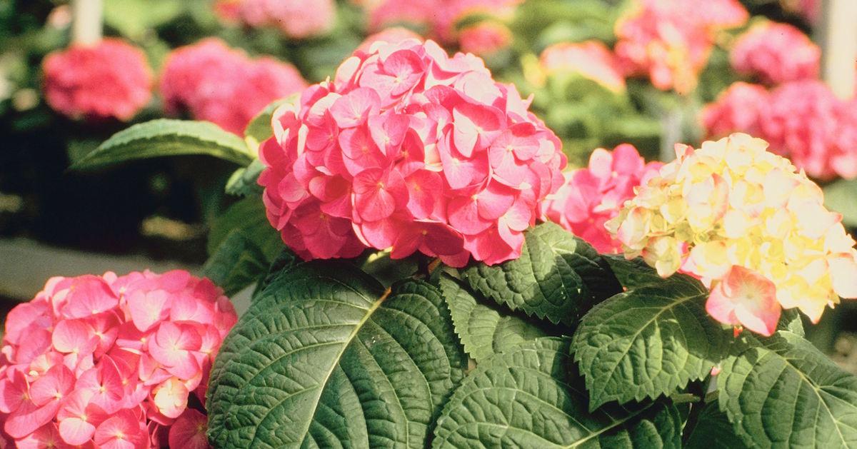 Can You Change the Color of Hydrangeas With Coffee?