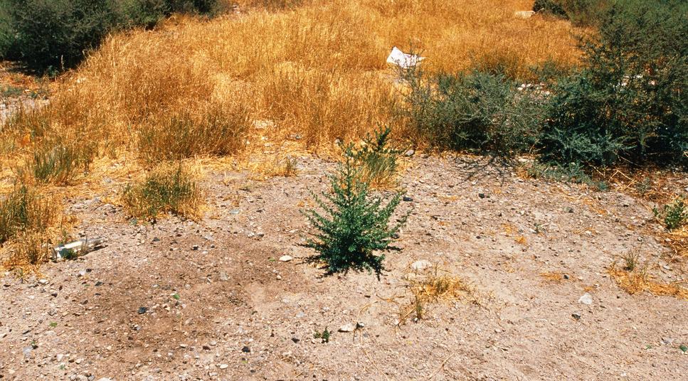 What is Valley Fever? The Fungal Disease Evokes 'The Last of Us'