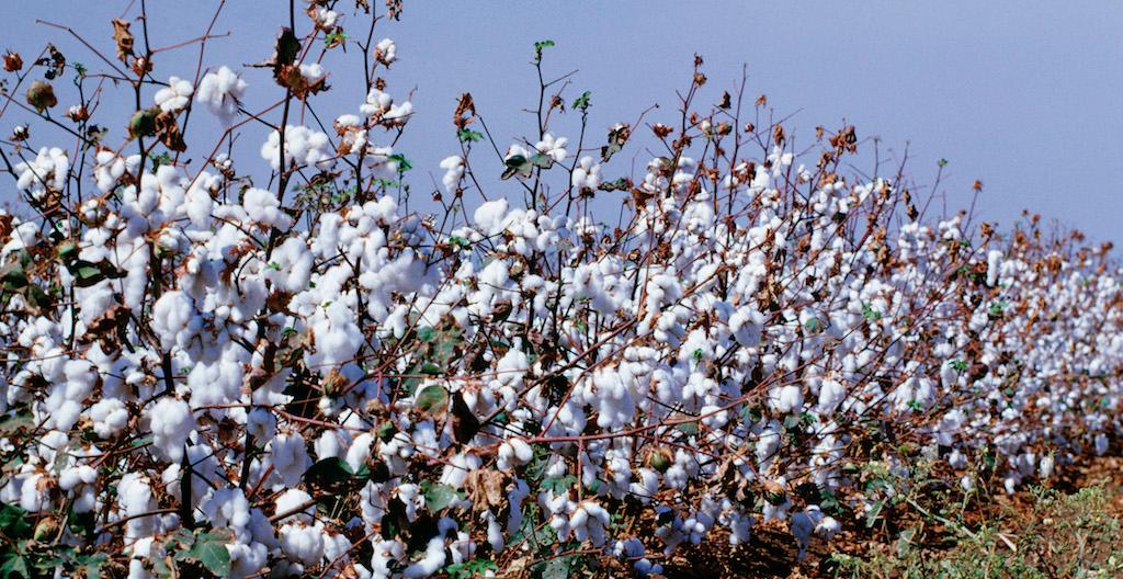 What Makes Cotton Organic?